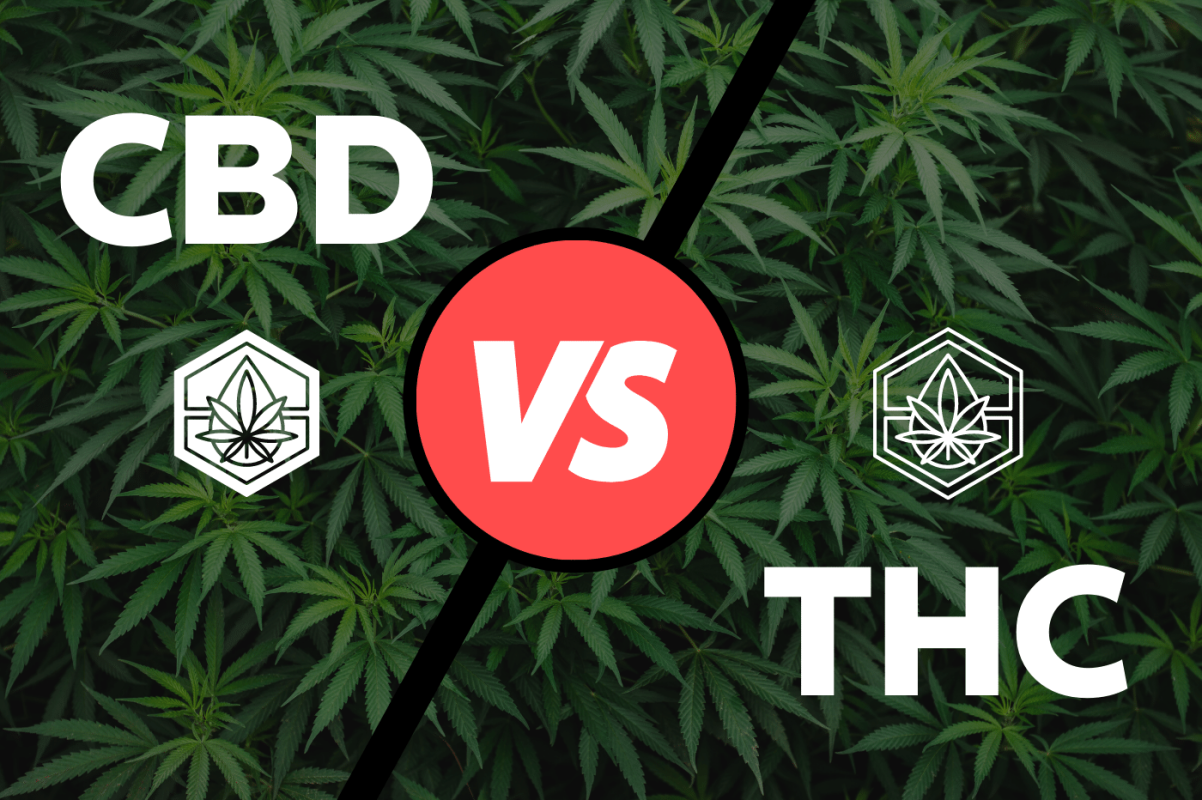 Cbd Vs Thc Quelle Est La Différence